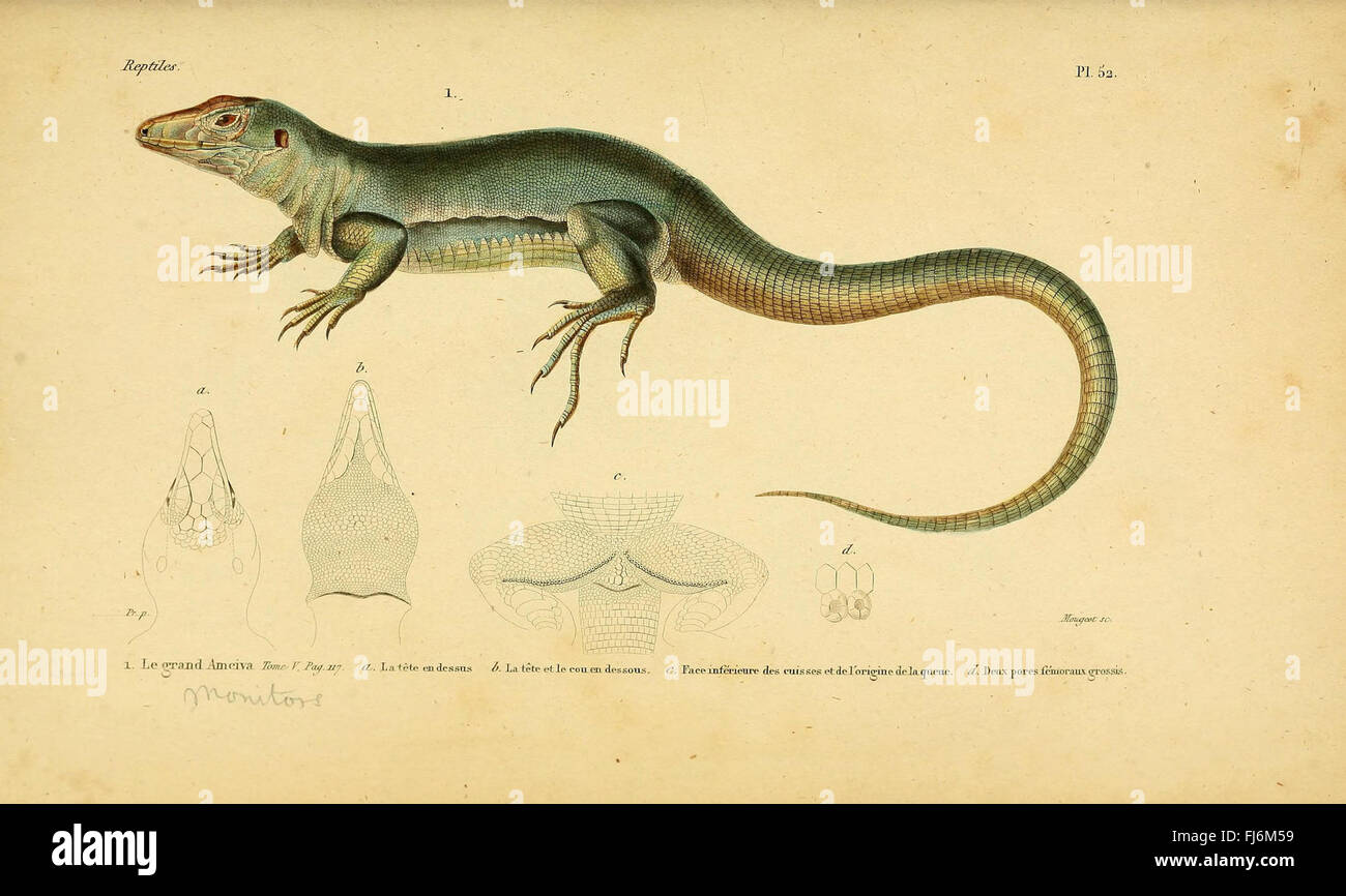 A comprehensive study of reptiles and amphibians, focusing on their natural history and ...