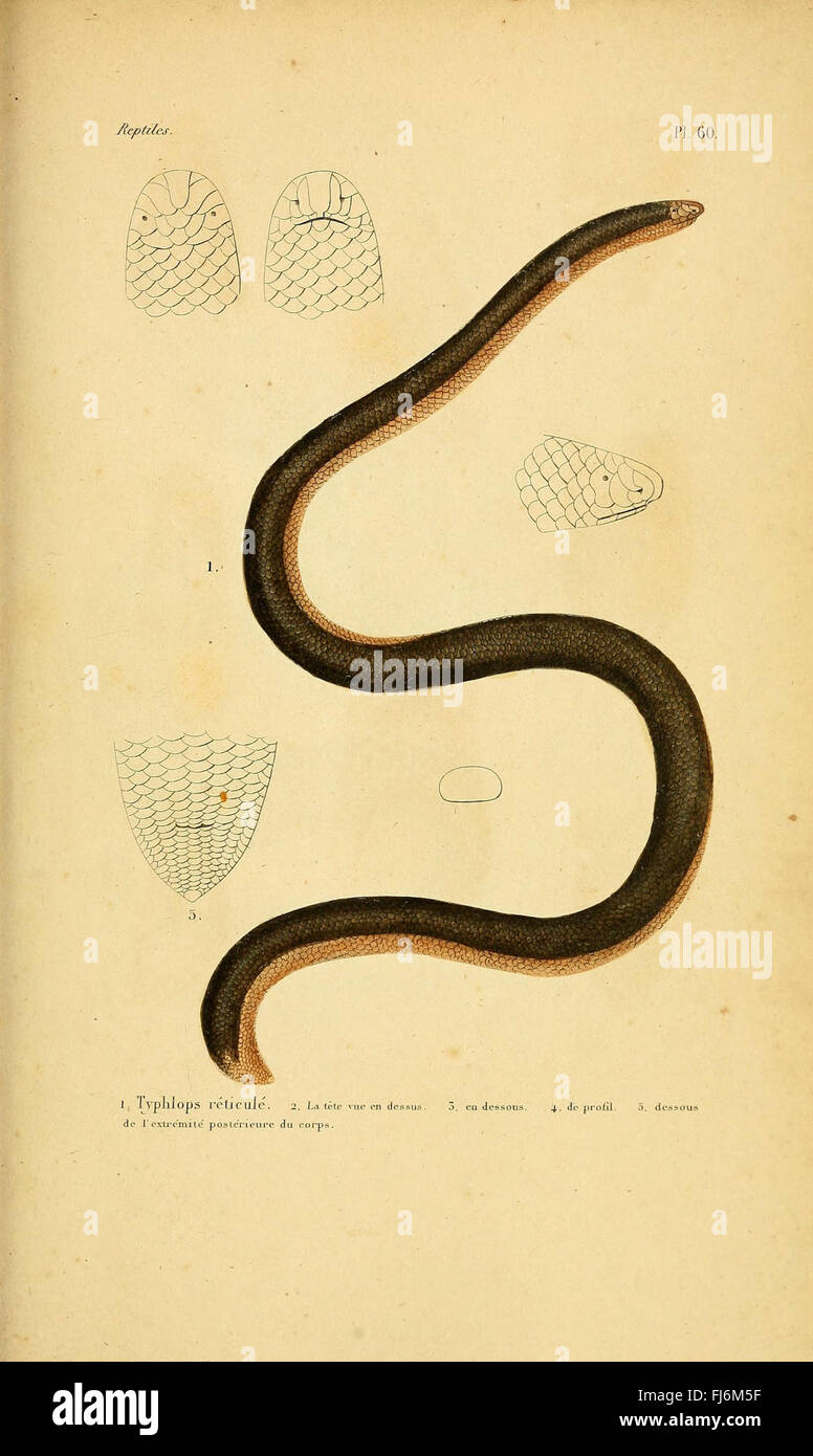 A comprehensive natural history of reptiles, detailing species ...