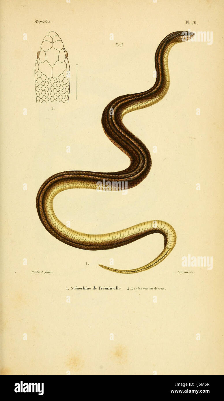 A comprehensive work on the natural history of reptiles, covering their ...