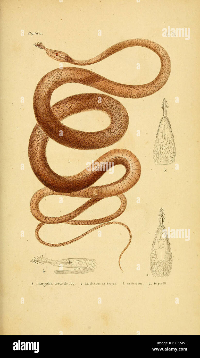 A Complete Natural History Of Reptiles Detailing Their Anatomy Behavior And Classification In