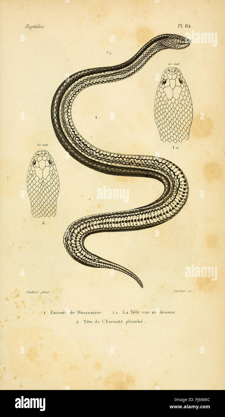 A complete natural history of reptiles and amphibians, detailing their ...
