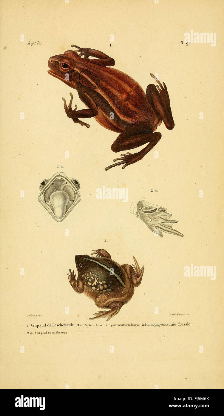 A comprehensive work on the natural history of reptiles, documenting ...