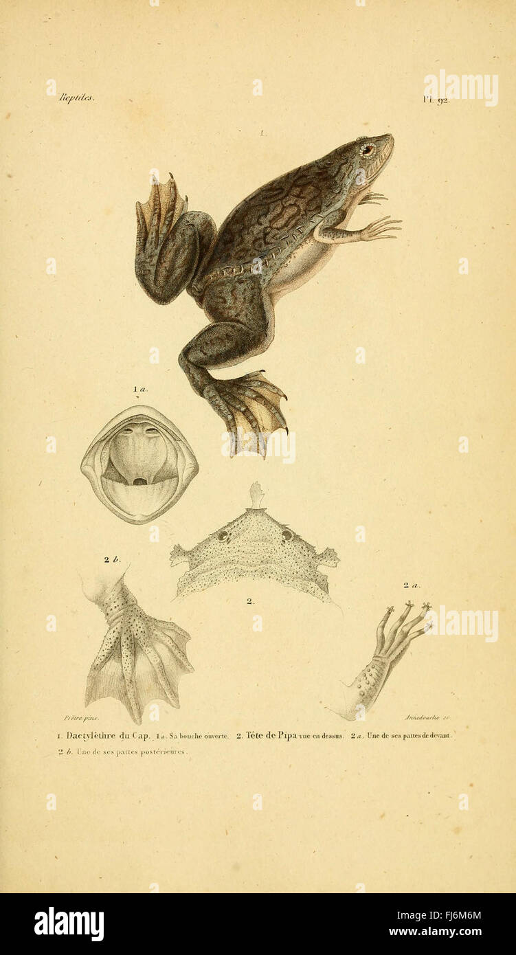 A comprehensive natural history of reptiles, detailing their biology ...