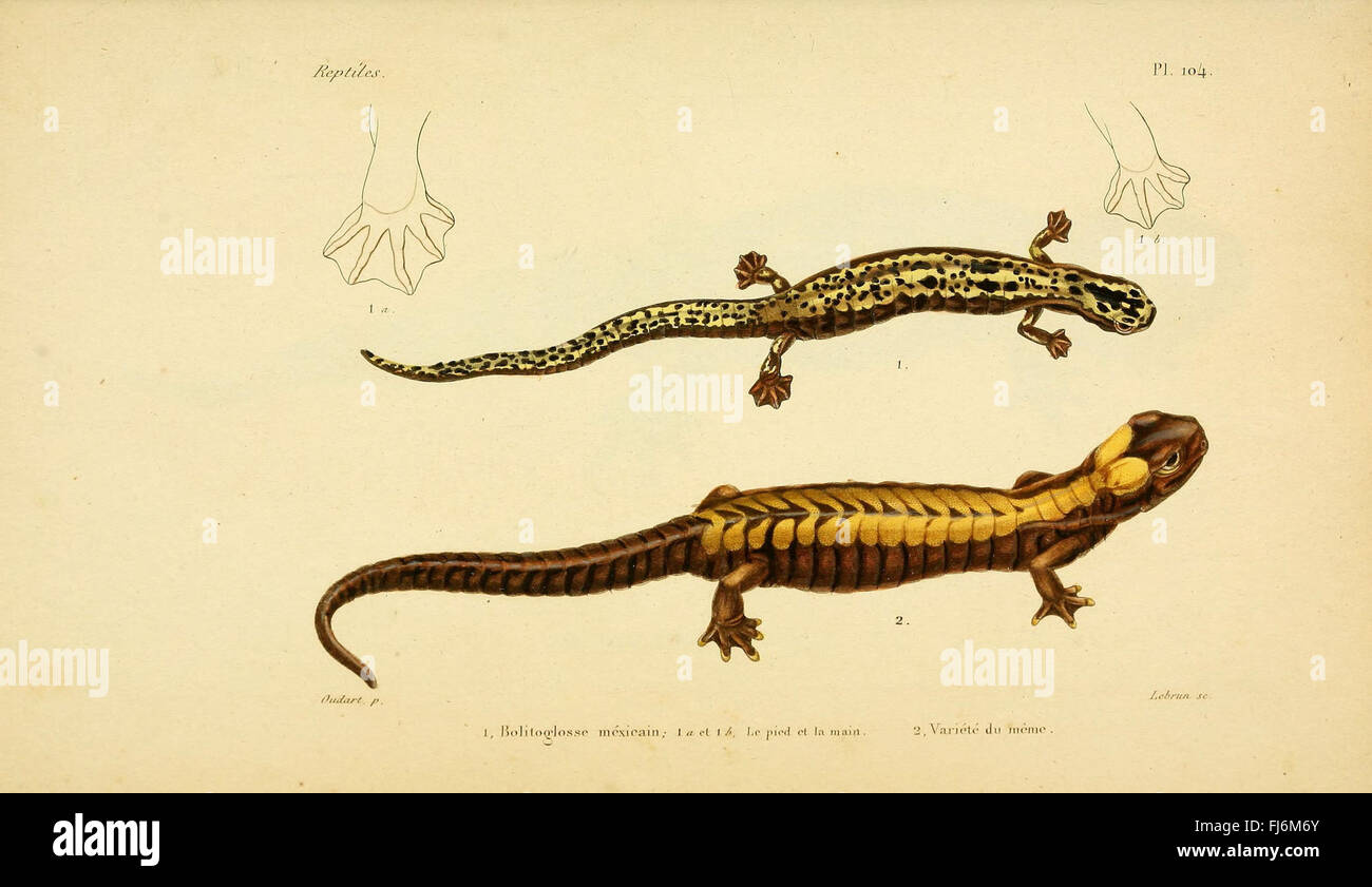 A comprehensive study of reptiles and amphibians, exploring their natural history and ...