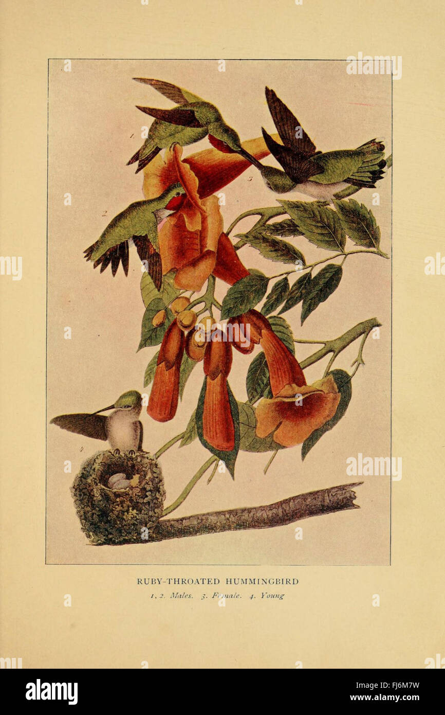 An illustrated guide to common bird species, explaining their behaviors ...