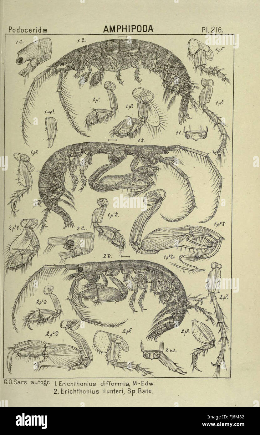 Diversity of crustacean anatomy hi-res stock photography and images - Alamy