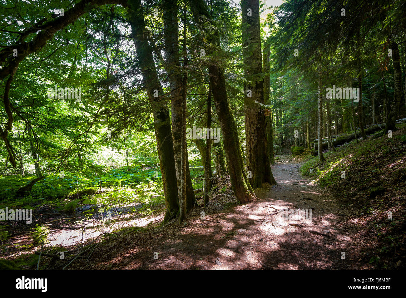 Green forest of Biogradsa gora national park Stock Photo - Alamy