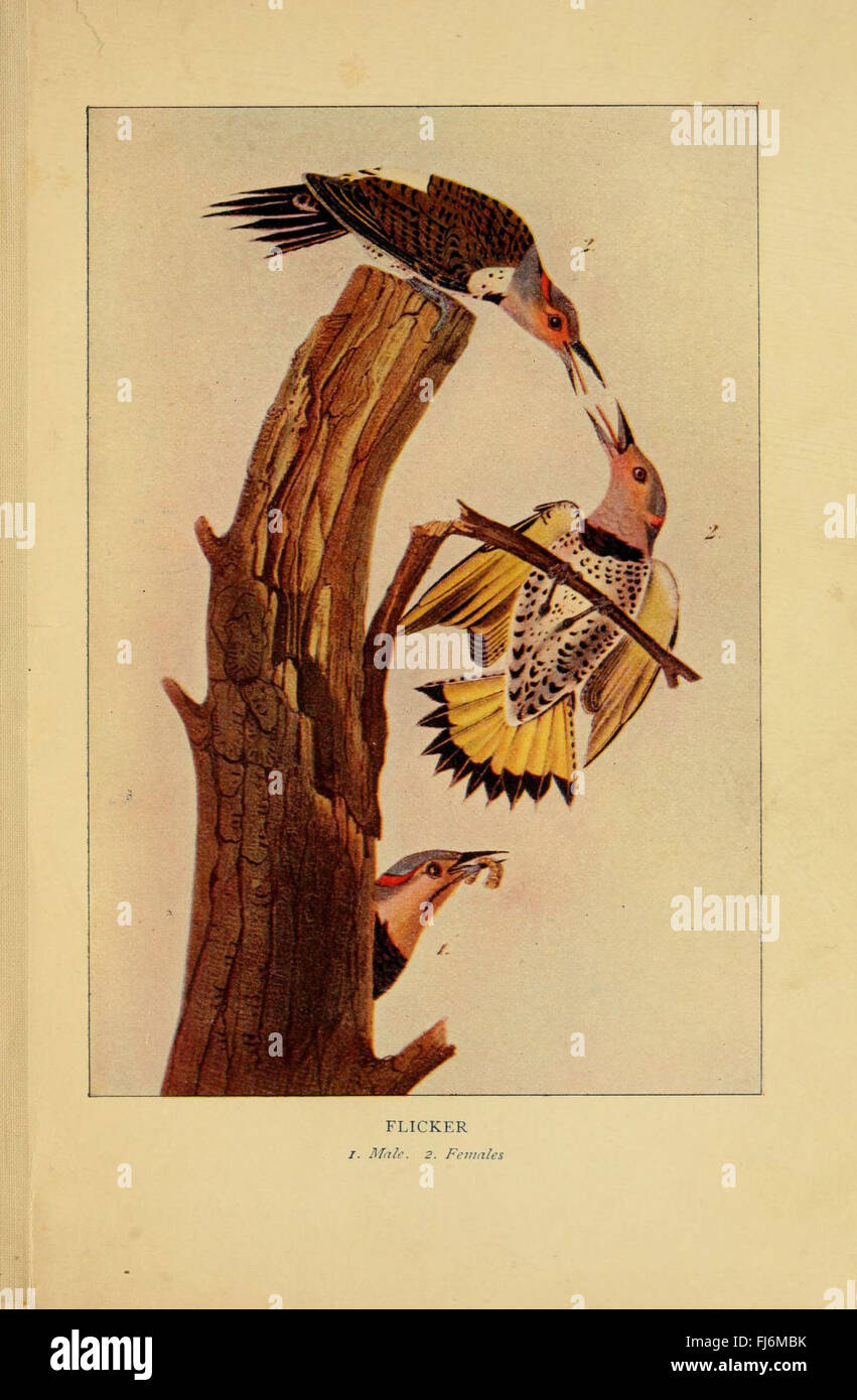 A comprehensive guide to common bird species, with illustrations and ...