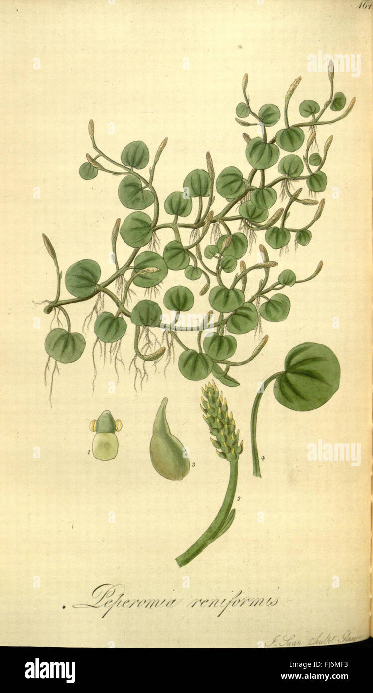 Peter h raven library pictorial works plants plants hi-res stock ...