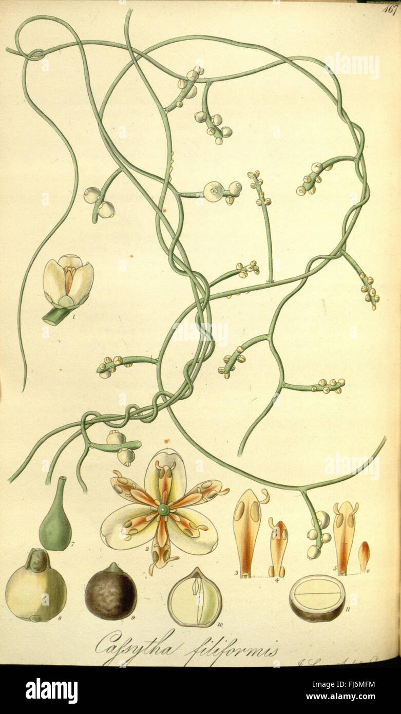 Illustration from 'Exotic Flora' showcasing rare and cultivated plants ...