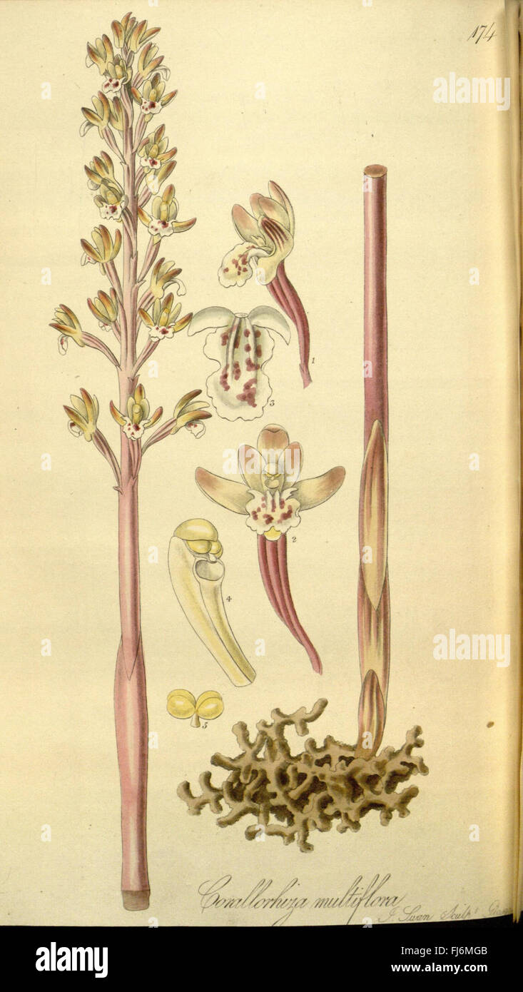 Exotic Flora, Great Britain, Missouri Botanical Garden, Peter H. Raven ...