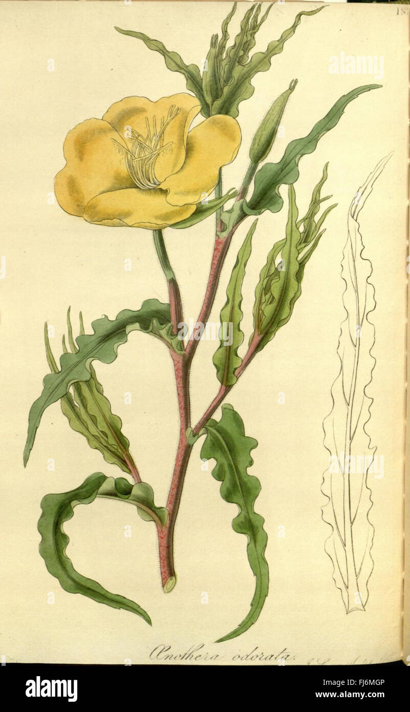 Great Britain, Missouri Botanical Garden, Peter H. Raven Library ...