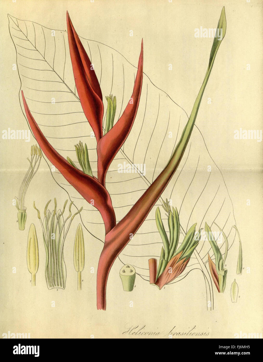 Exotic flora, Great Britain, Missouri Botanical Garden, Peter H. Raven ...