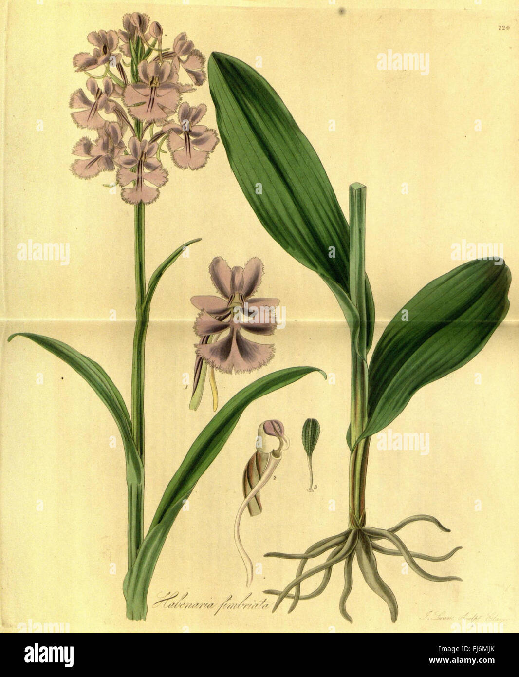An illustration from 'Exotic Flora,' depicting a unique and rare plant ...