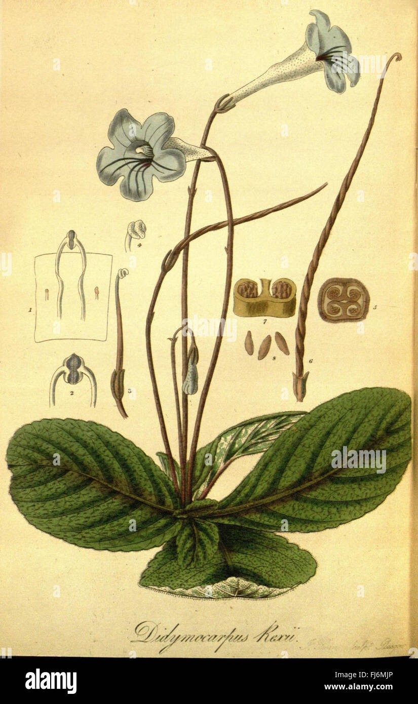 Exotic flora (Plate 227 Stock Photo - Alamy