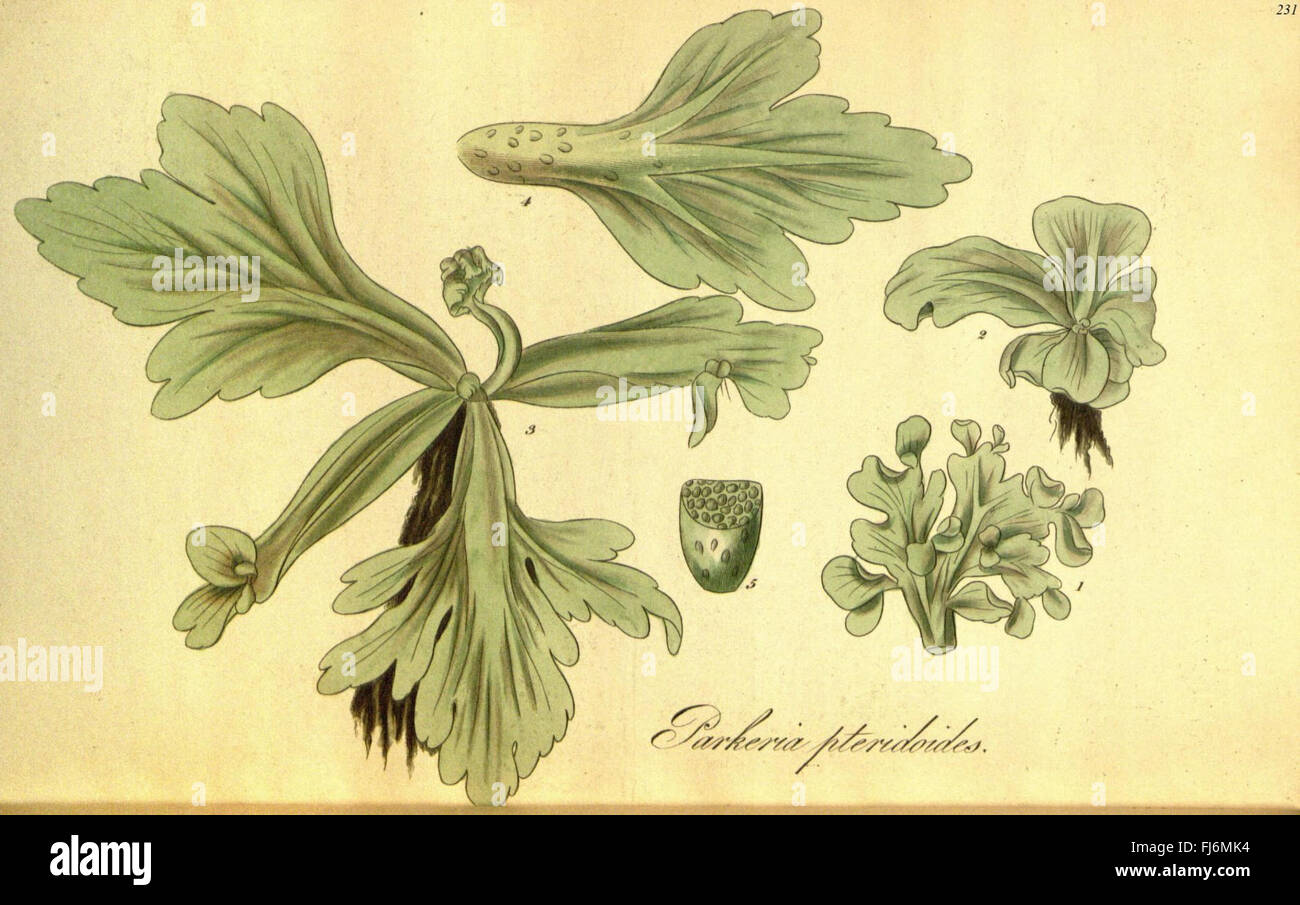 Exotic plant species featured in the Missouri Botanical Garden's Peter ...