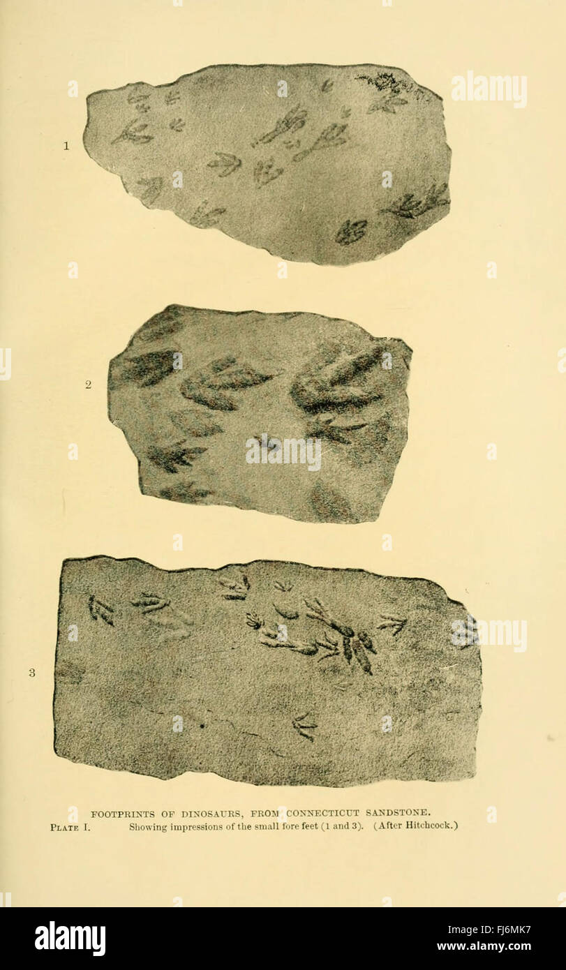 A detailed exploration of extinct creatures from prehistoric times ...