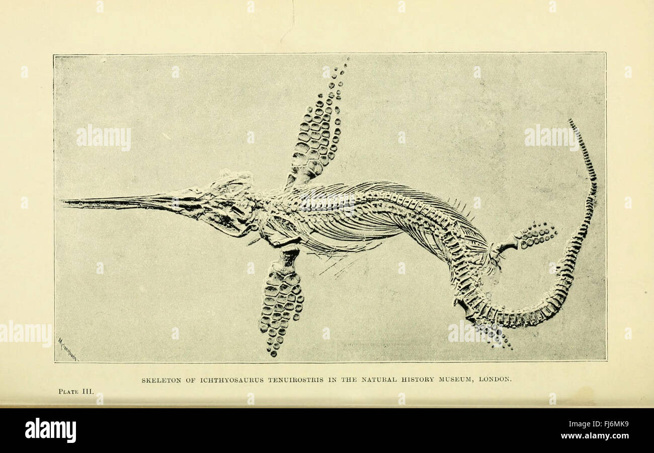 A collection of extinct animals, detailing the prehistoric creatures ...