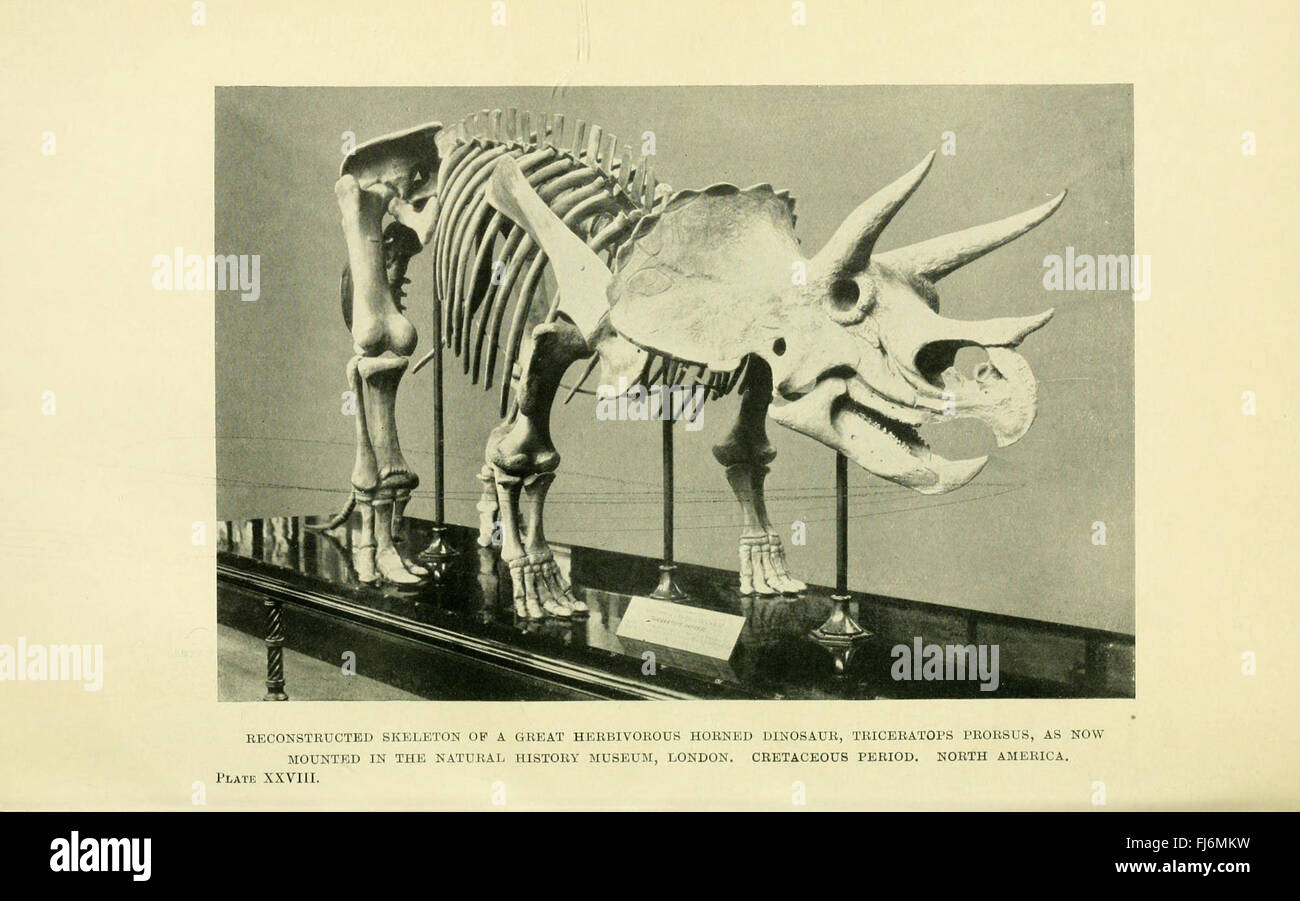 A study of extinct animals from various geological periods, showcasing ...