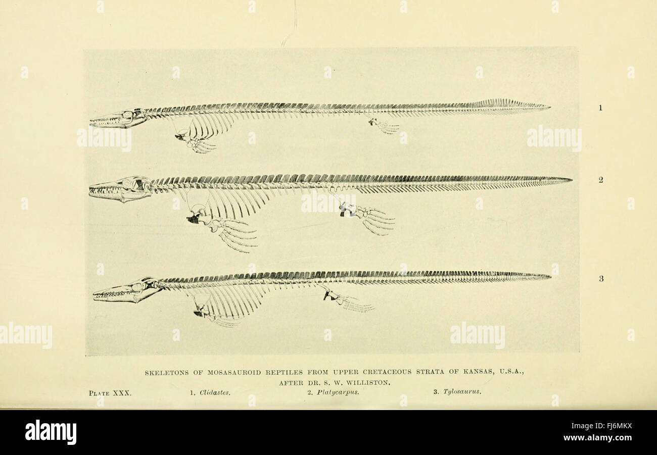 Extinct Monsters and Creatures: A Study of Prehistoric Life and Extinct ...