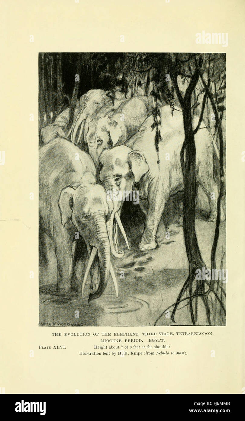 Extinct monsters and creatures of other days - A work documenting ...