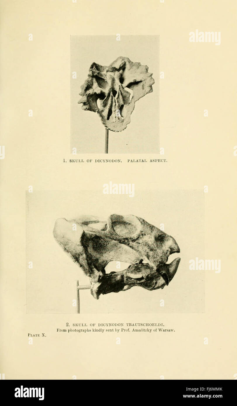 A detailed exploration of extinct animals and prehistoric creatures ...