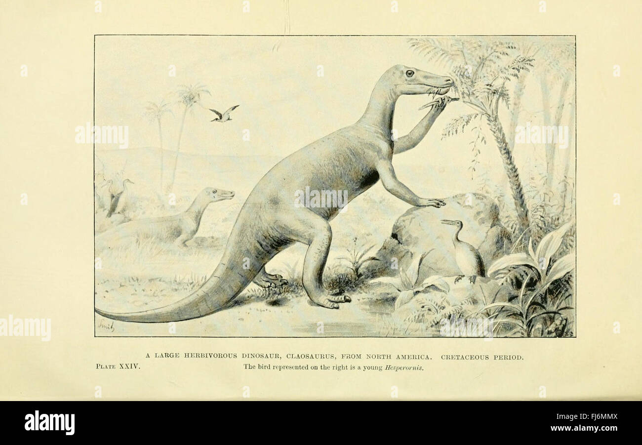 A collection of research and illustrations focused on extinct species ...