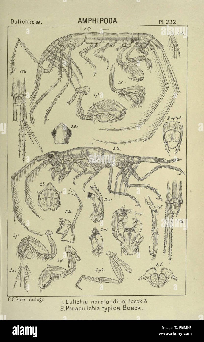 Public domain crustacean works hi-res stock photography and images - Alamy