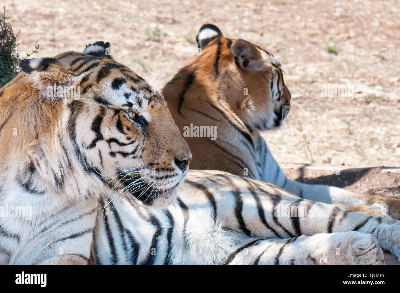 two tigers resting under the tree Stock Photo - Alamy