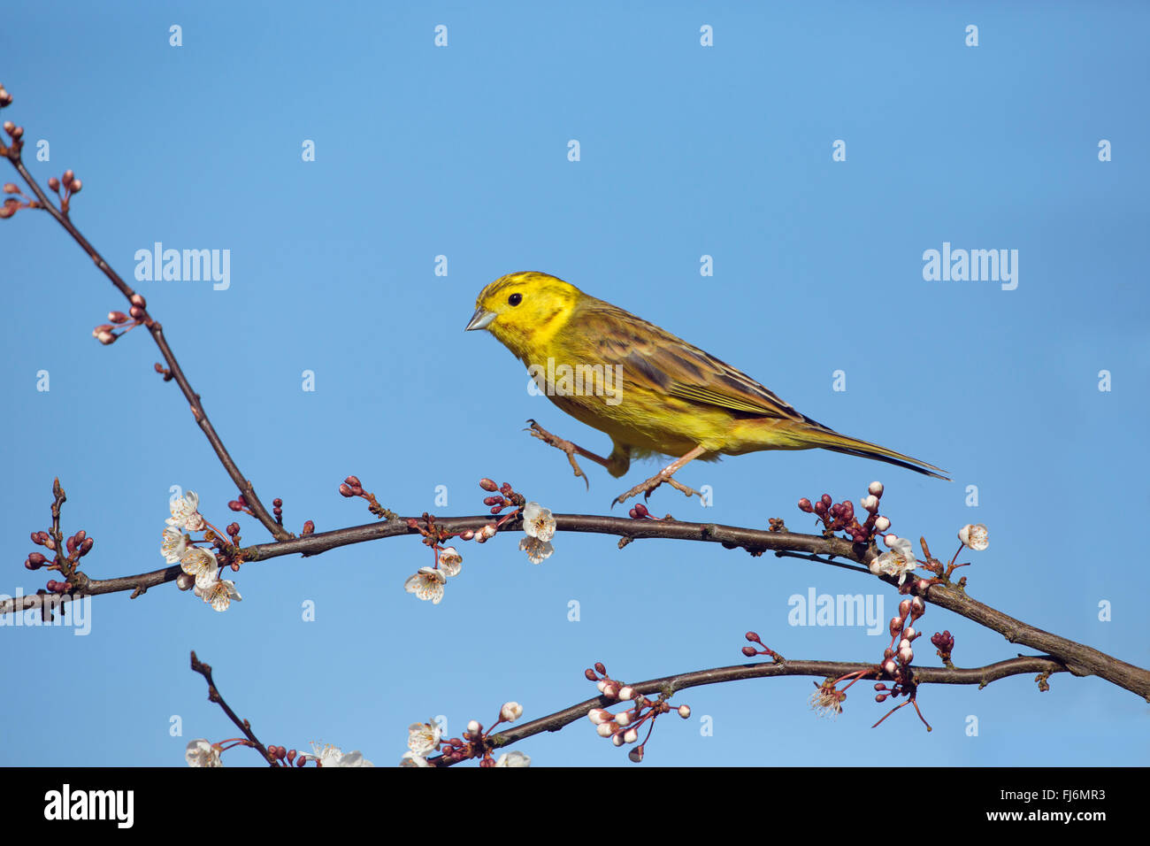 Yellow Hammer Bird High Resolution Stock Photography and Images - Alamy