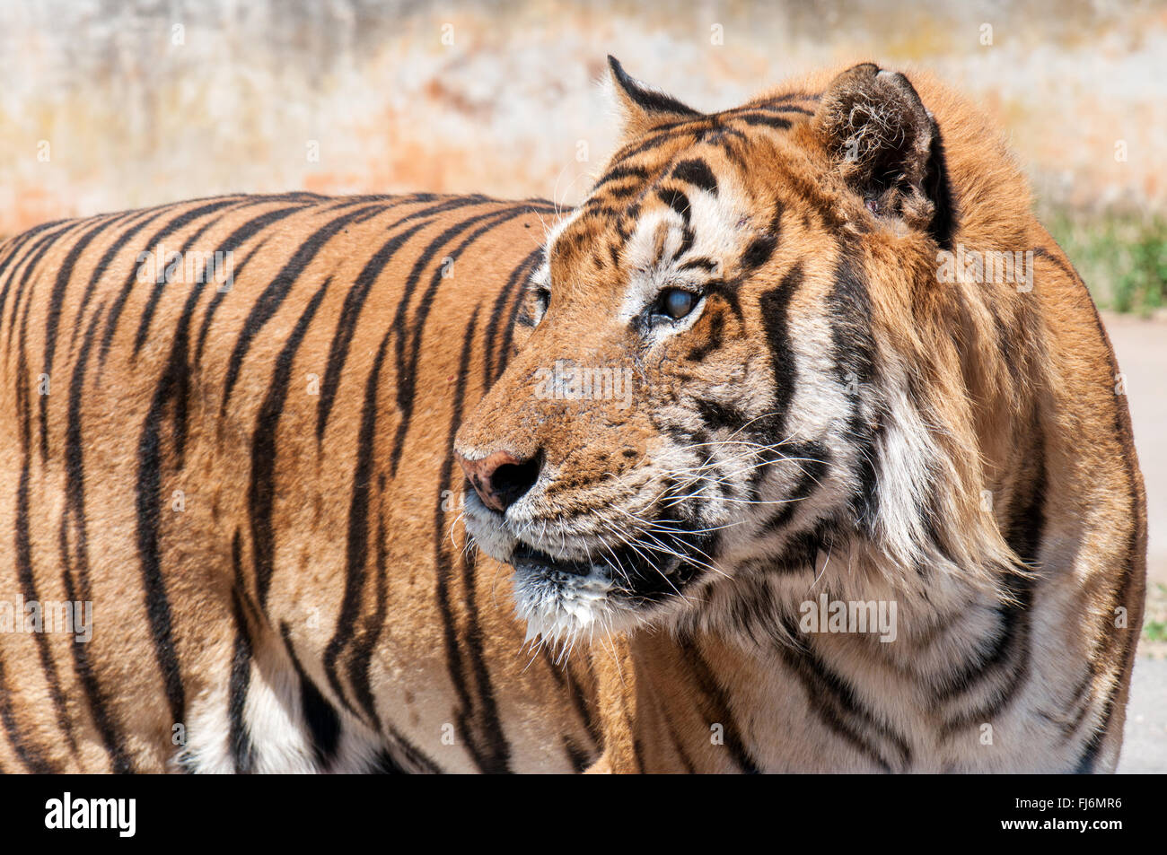 Blind Tiger High Resolution Stock Photography and Images - Alamy