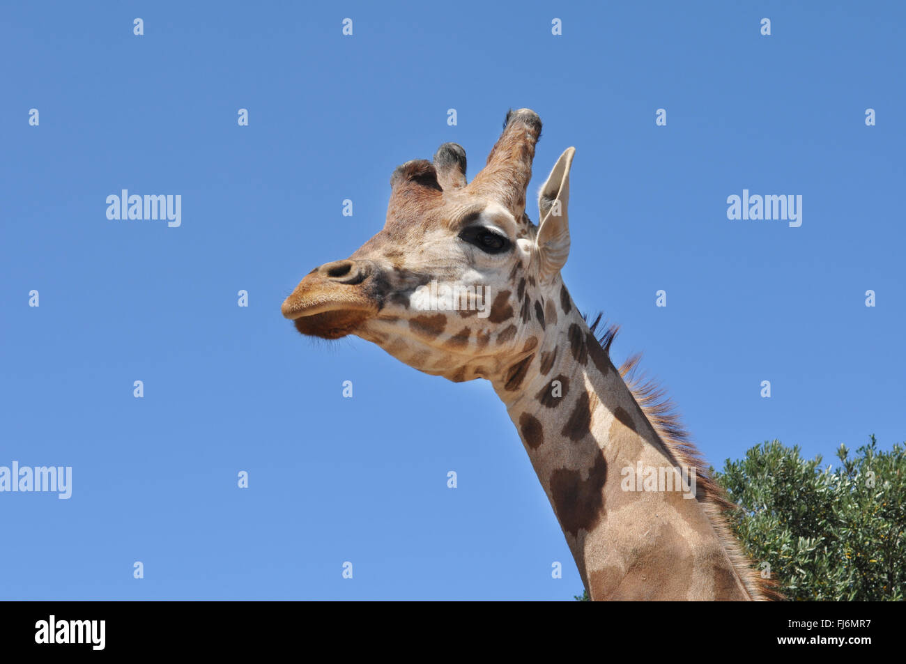 Beautiful giraffe with blue background Stock Photo - Alamy