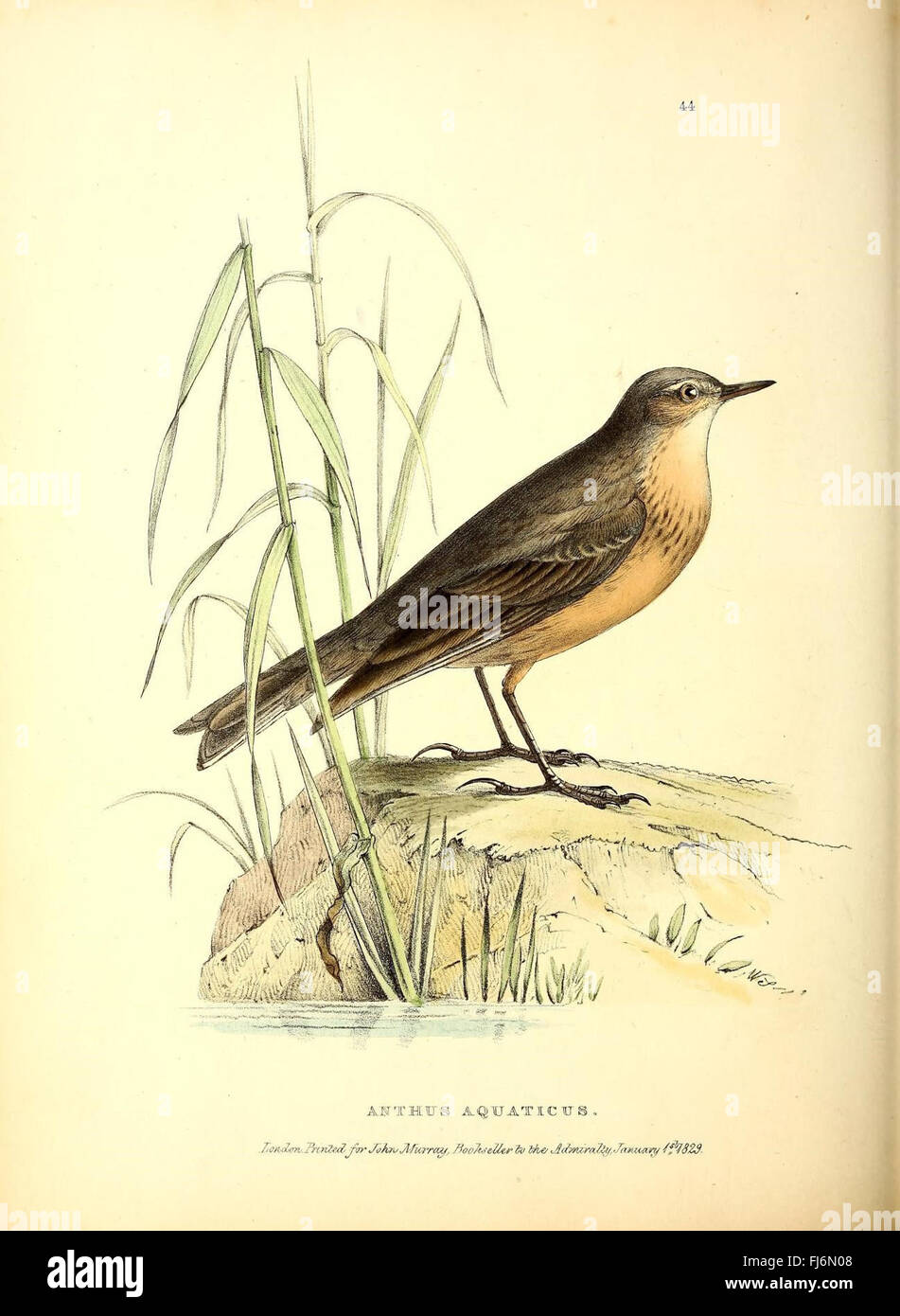 Fauna Boreali-Americana, or Zoology of the Northern Parts of British ...
