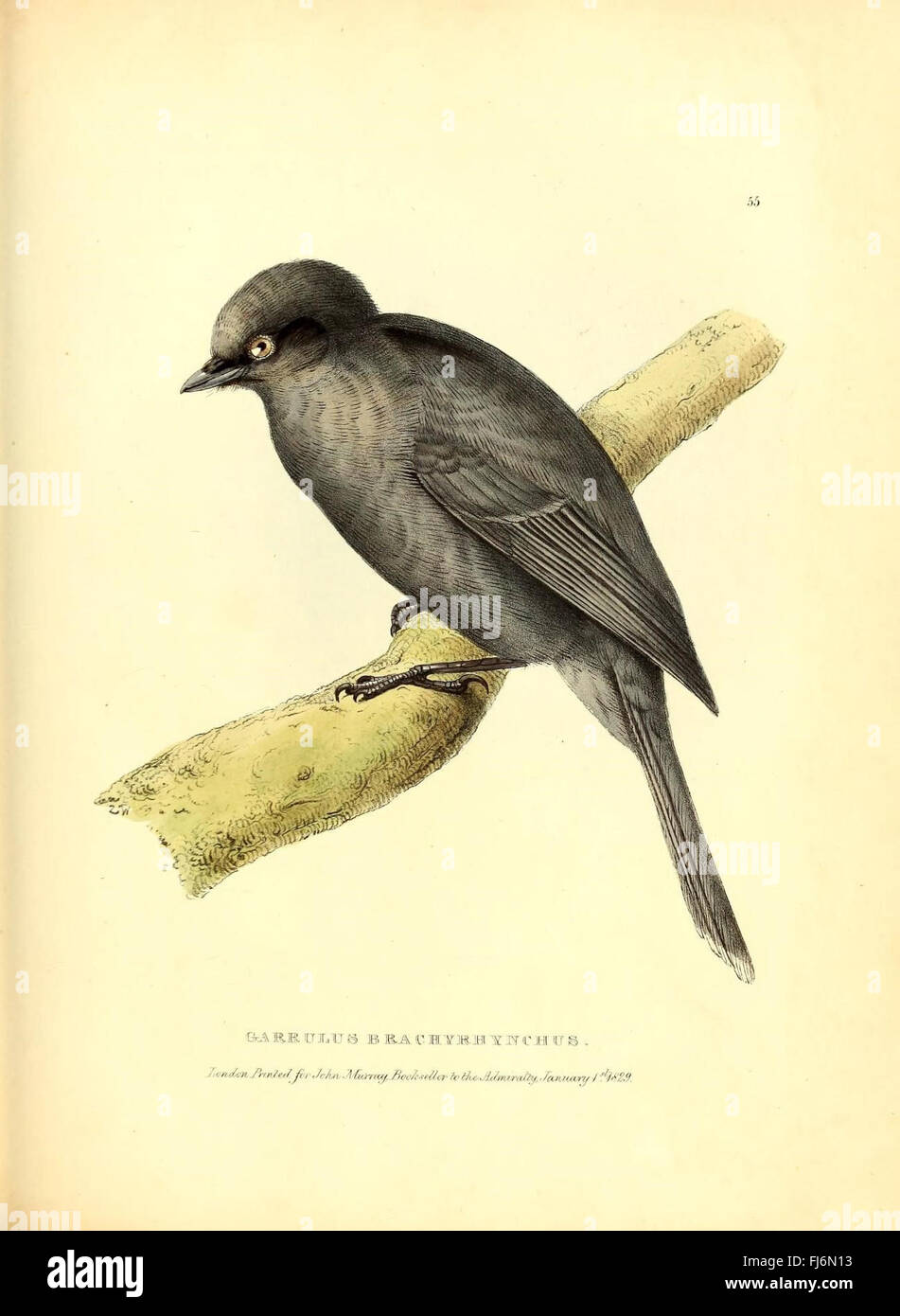 Zoological reference book detailing the fauna of northern British ...
