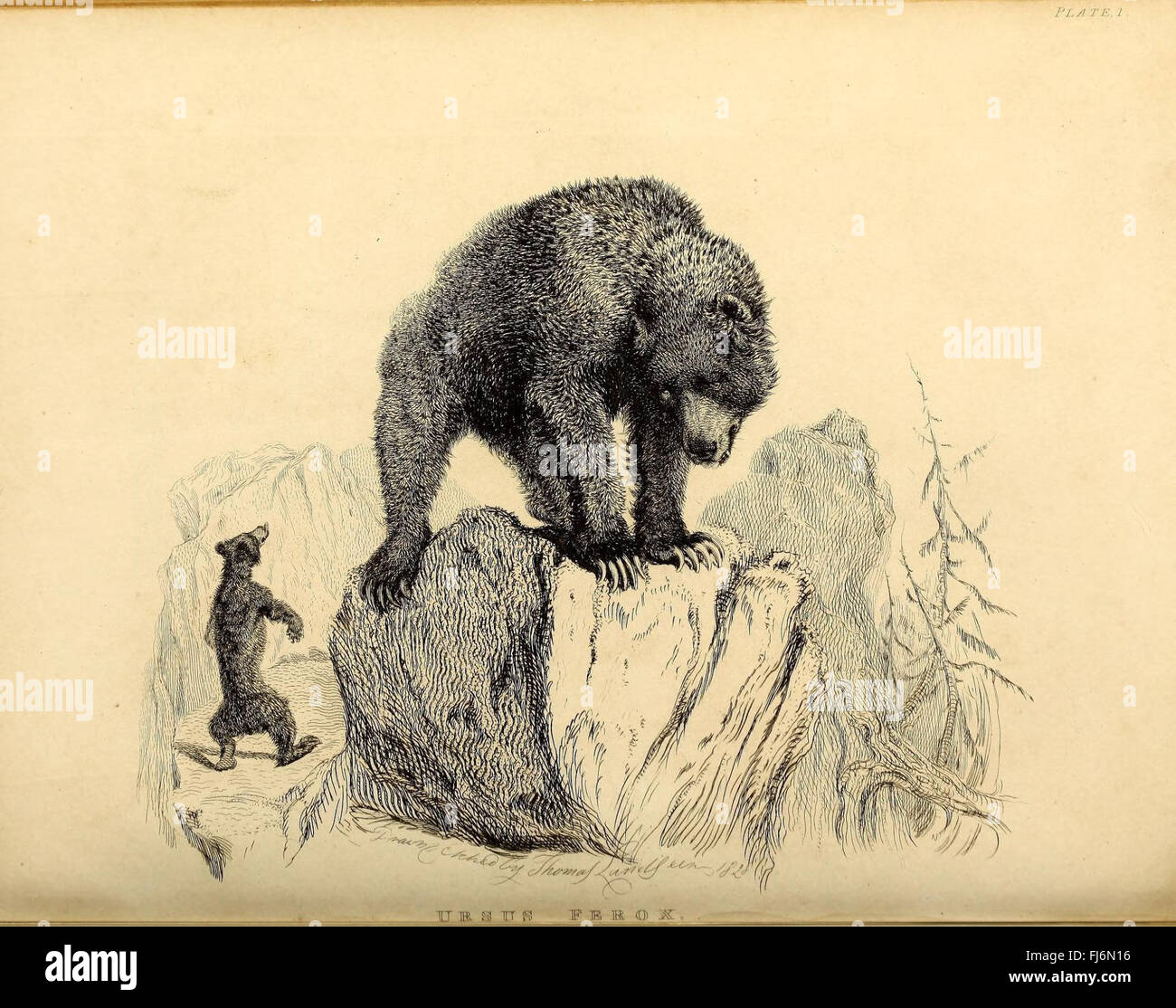 Fauna boreali-americana, or, The zoology of the northern parts of ...