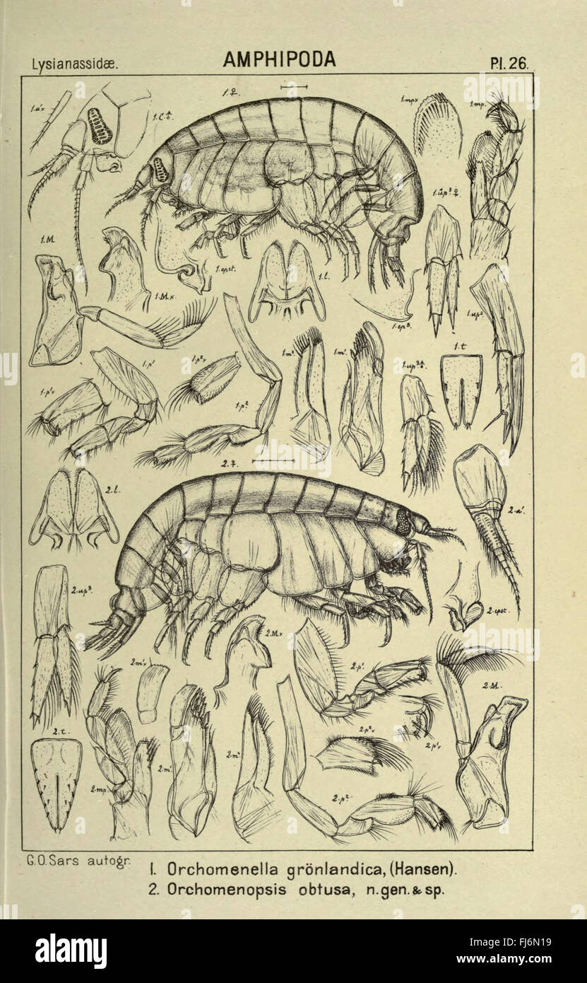 A scientific account detailing the crustacean species found in Norway ...