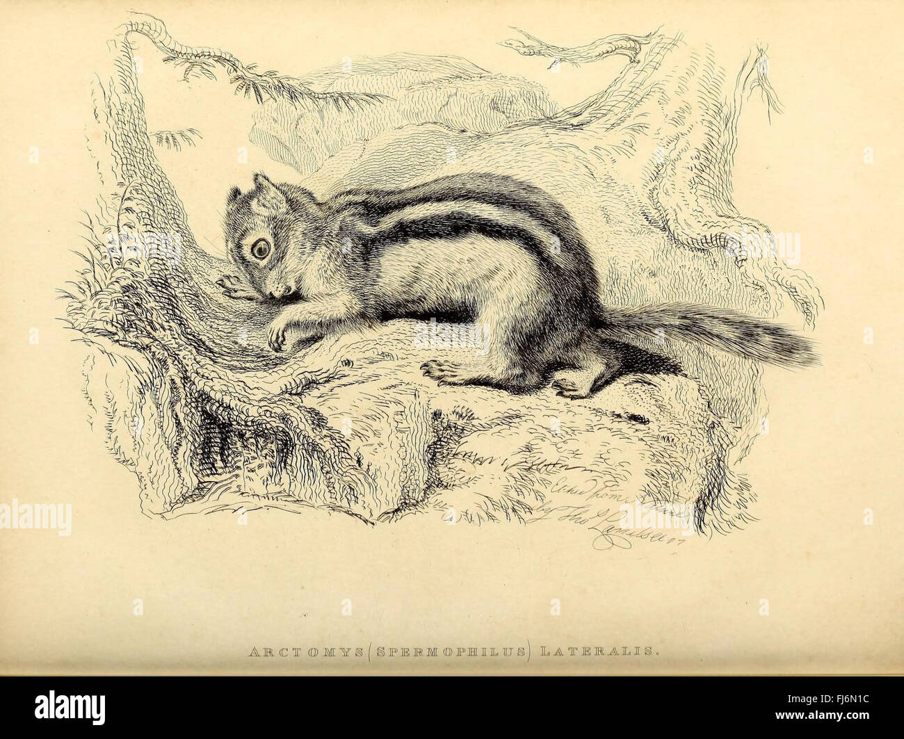 Fauna boreali-americana, or, The zoology of the northern parts of ...