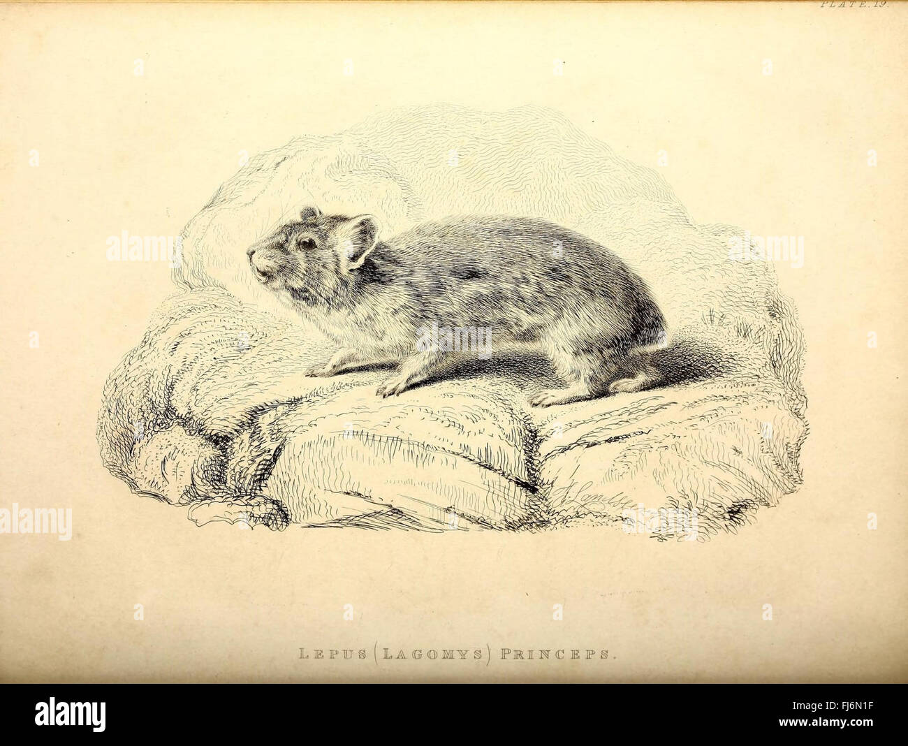 Arctic regions, Canada, Zoology, Smithsonian Libraries, Northern fauna ...