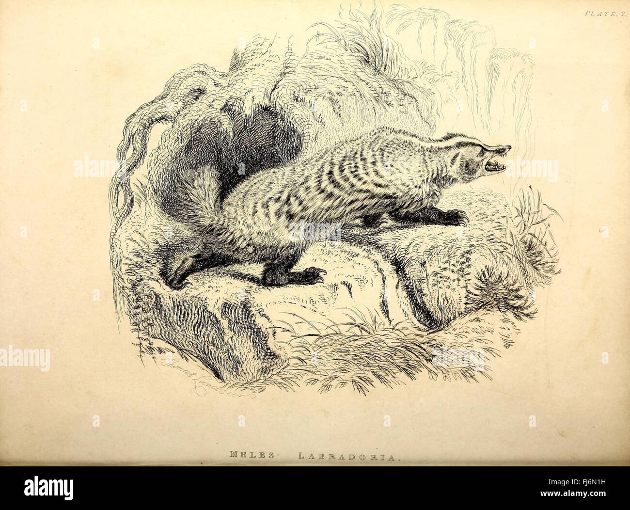 Fauna Boreali-Americana, or, The Zoology of the Northern Parts of ...