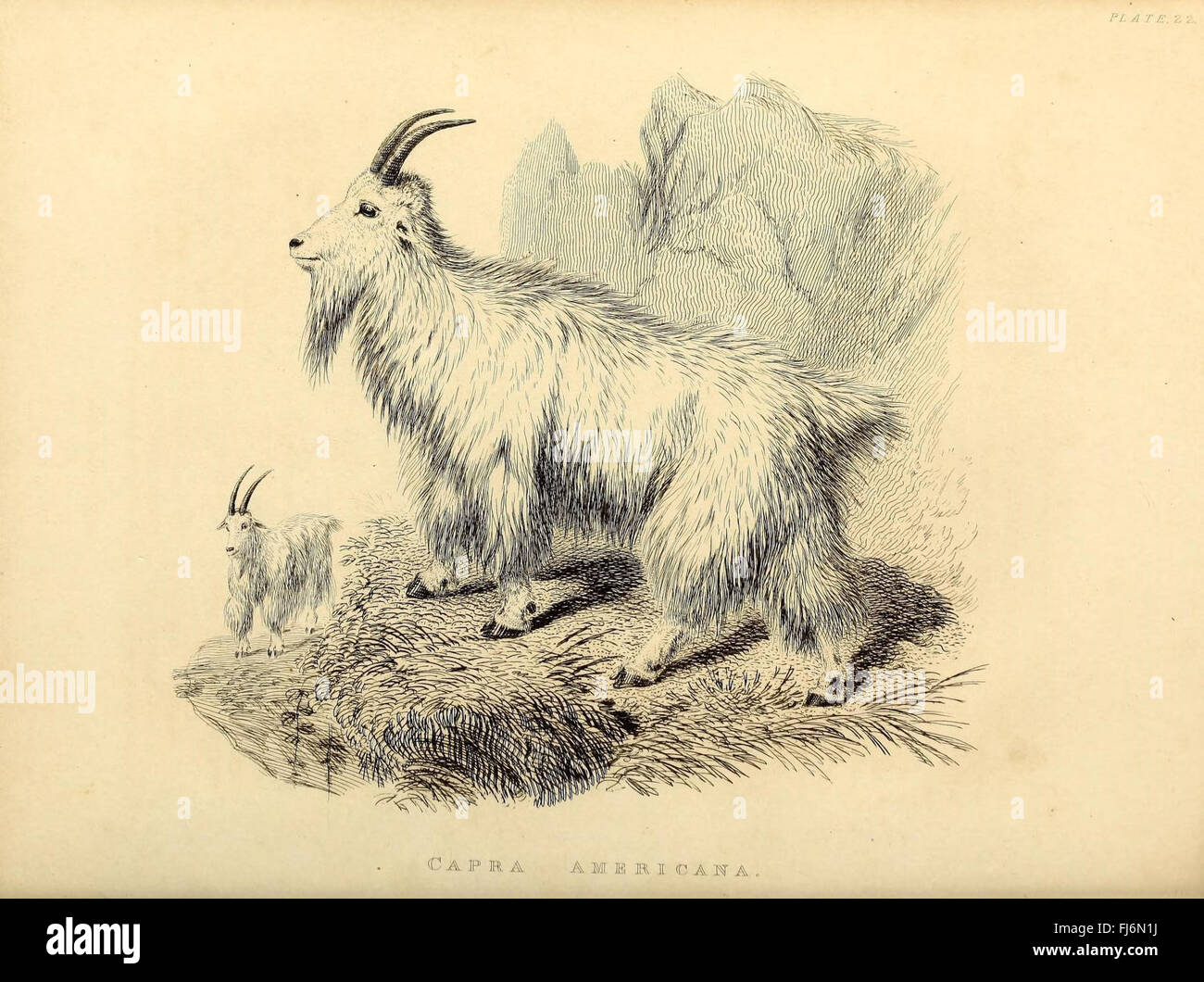 Fauna Boreali-Americana, Zoology of Northern British America ...