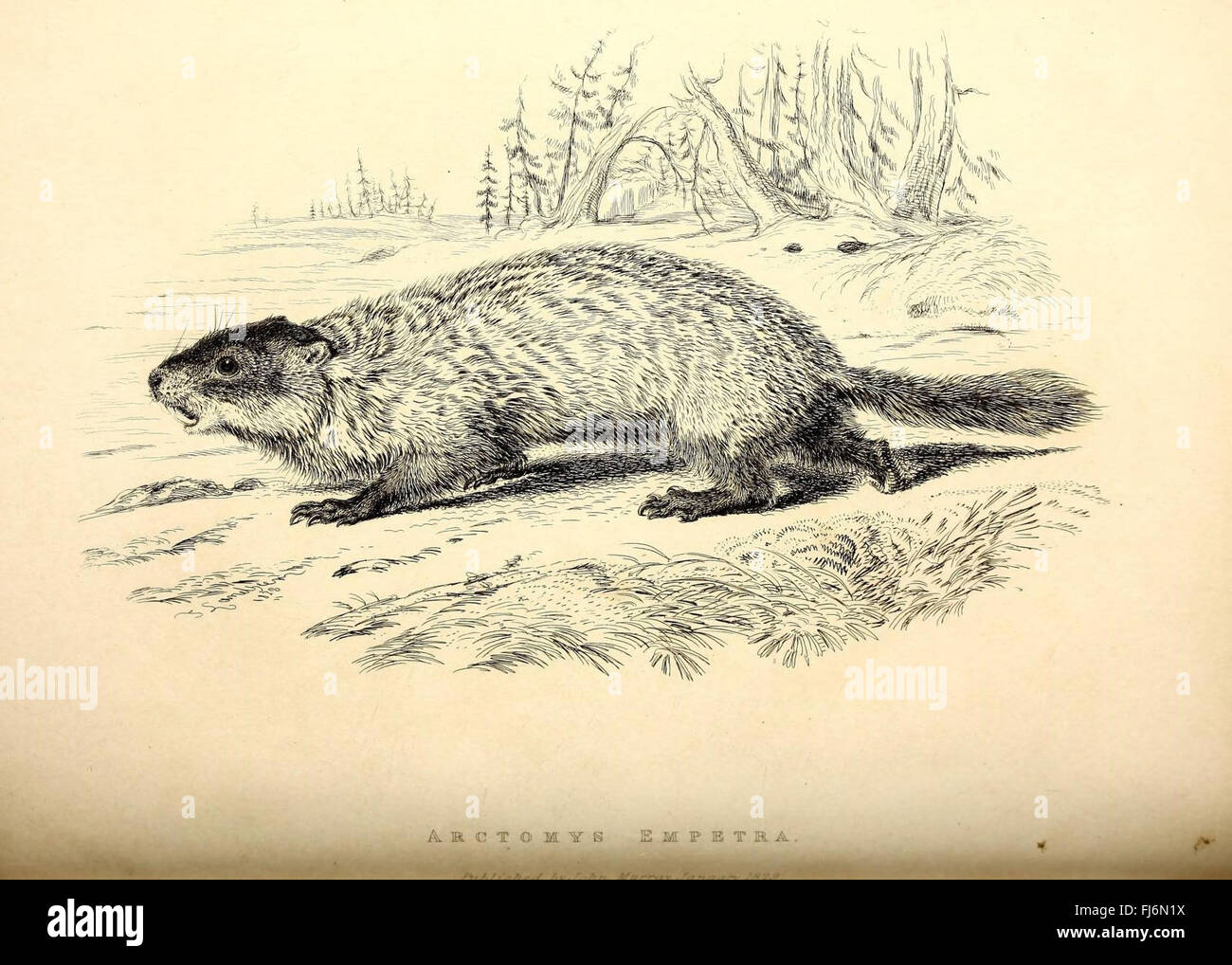 Fauna Boreali-Americana, or, The Zoology of the Northern Parts of ...