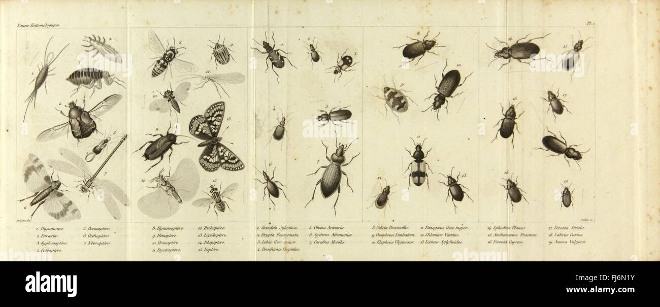 Faune rare hi-res stock photography and images - Alamy