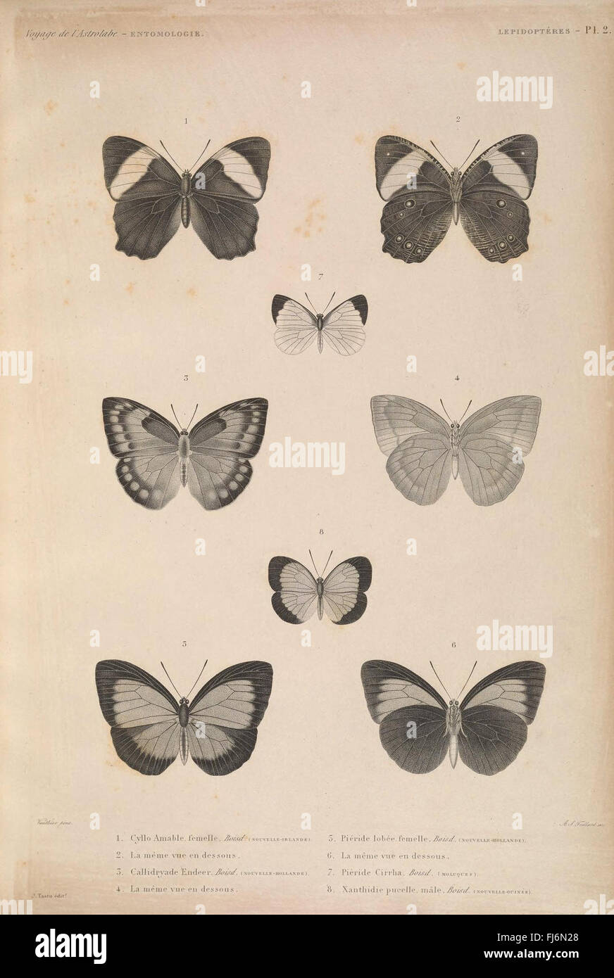 This entomological collection focuses on the diverse insect species of ...