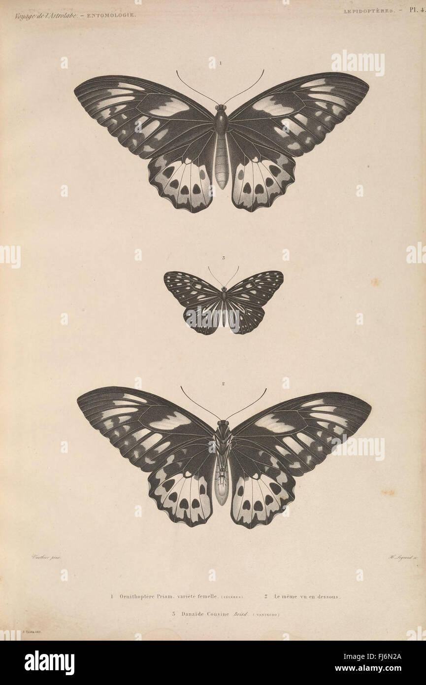 A study on the Lepidoptera (butterflies and moths) of the Pacific Ocean ...