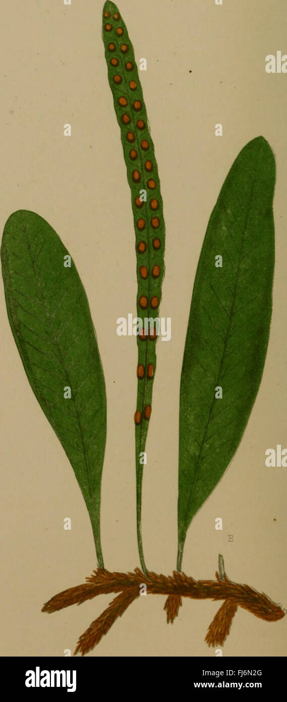 A botanical study of ferns, featuring both British and exotic species ...