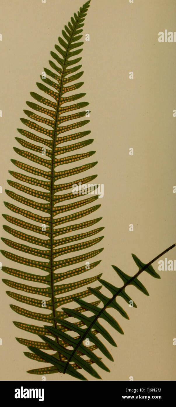 A botanical study of both British and exotic fern species, showcasing a ...
