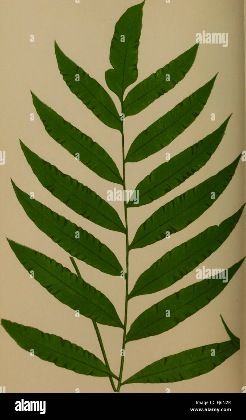 British and Exotic Ferns: A Study of Fern Species from Various Regions ...