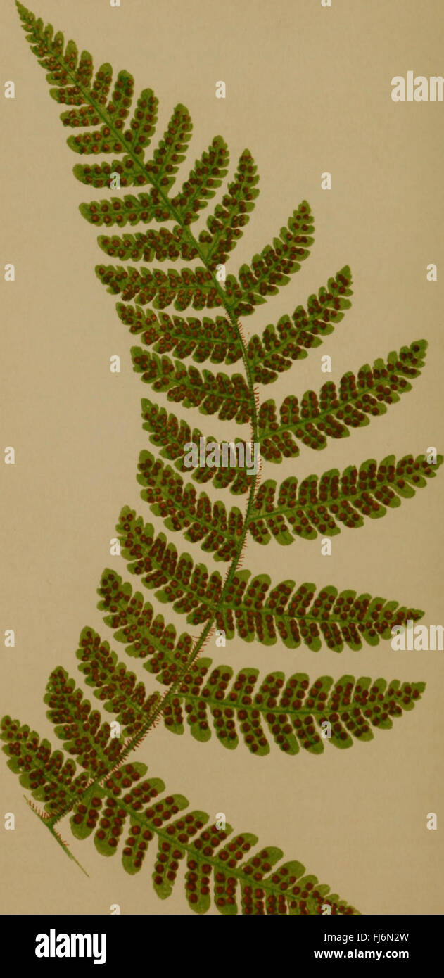 Ferns- British and exotic.. (1856 Stock Photo - Alamy