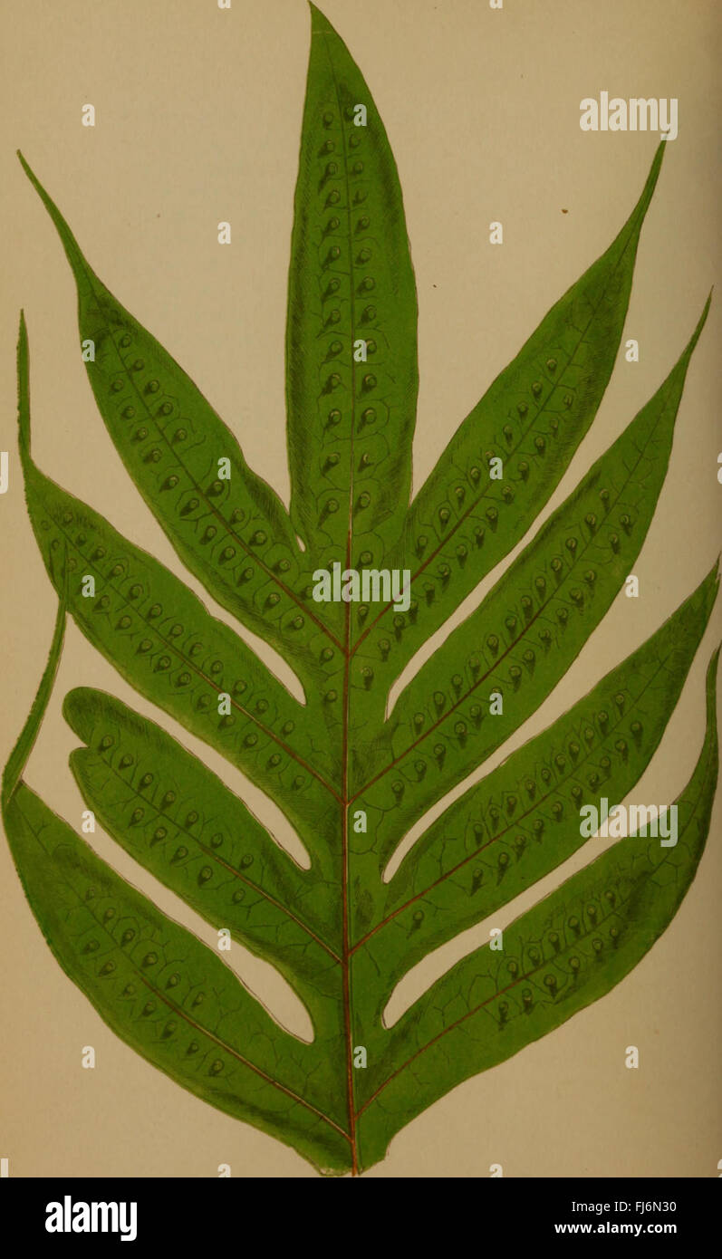 Ferns - British and Exotic, documenting fern species native to Britain ...