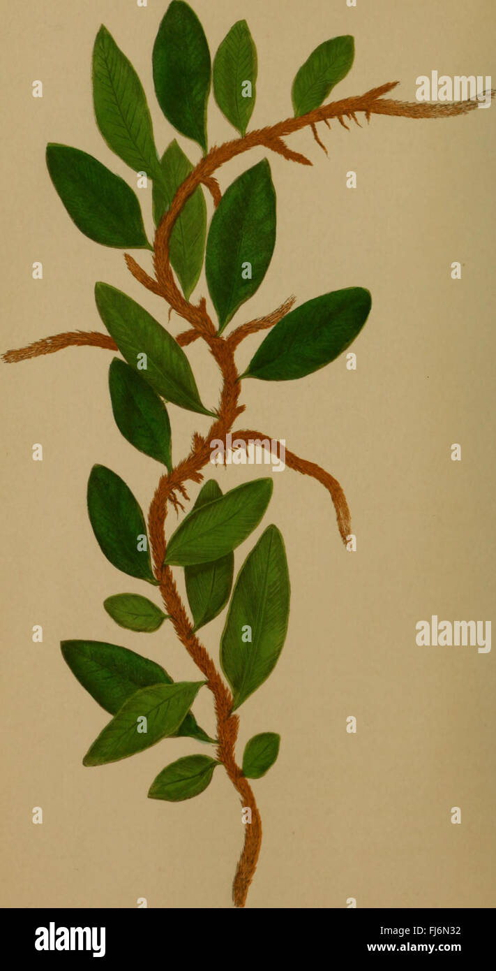 Ferns, British and exotic, pteridophytes, botanical research, 1856 ...